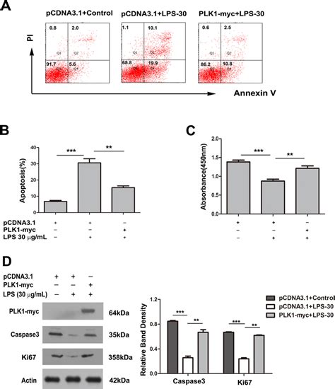Over Expression Of Plk1 Partly Rescues The Apoptosis And Proliferation