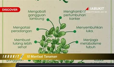 7 Manfaat Tanaman Yang Wajib Kamu Intip Discover