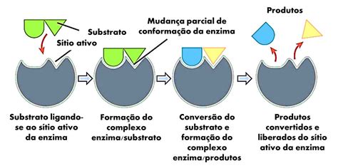 Enzimas As Proteínas Operárias Que Fazem A Vida Funcionar E Movimentam