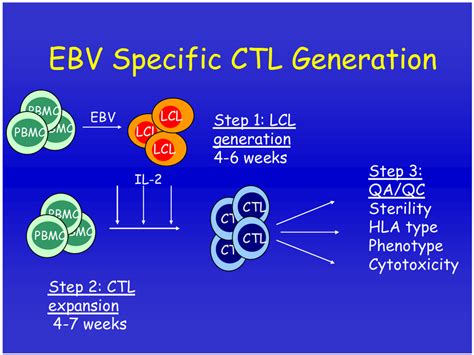 Generation Of Ebv Specific Cytotoxic T Cells Download Scientific Diagram