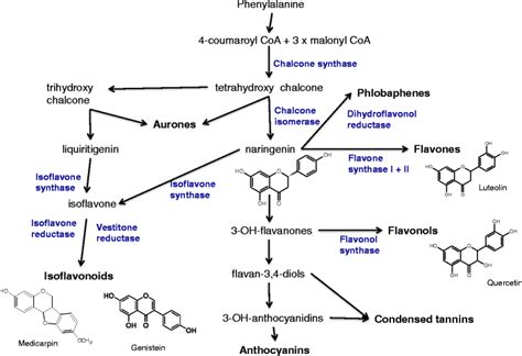 Flavonoids Their Structure Biosynthesis And Role In The Rhizosphere