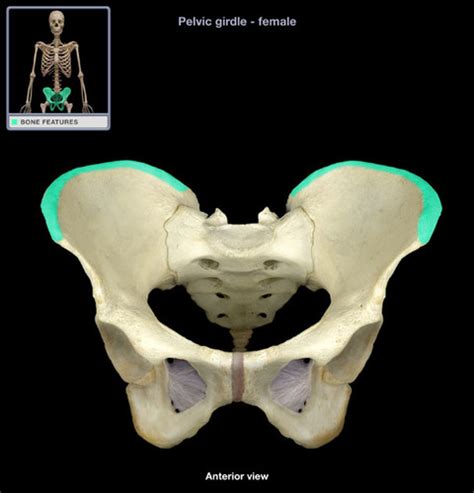 Coxal Bone Markings Flashcards Quizlet