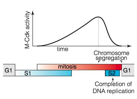 Budding Yeast Complete Dna Replication After Chromosome Segregation