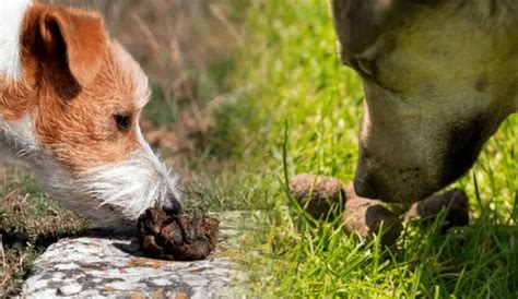 ¿por Qué Los Perros Comen Heces Conoce Qué Es La Coprofagia Y Cómo
