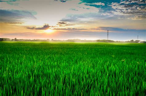 Free Images Nature Grassland Sky Paddy Field Agriculture Crop