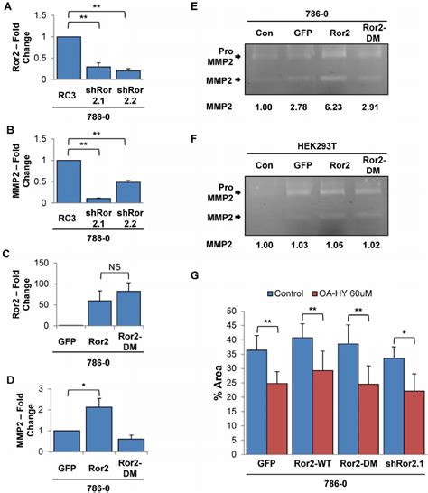 Ror2 Regulation Of Mmp2 Expression In Rcc Cells Is Dependent Upon An