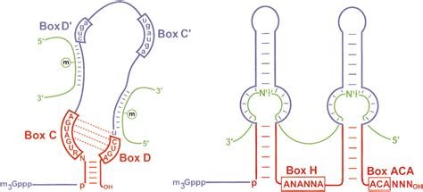 Small Nucleolar Rnas Cell