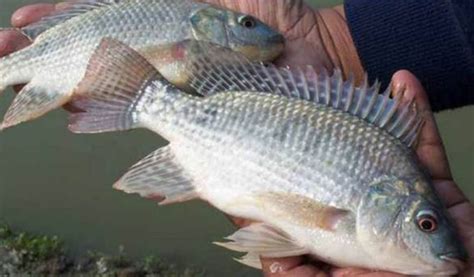 Cara Agar Ikan Nila Cepat Besar Dan Lebih Menguntungkan