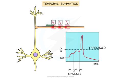 Aqa A Level Biology复习笔记6 2 8 Transmission Across A Cholinergic Synapse