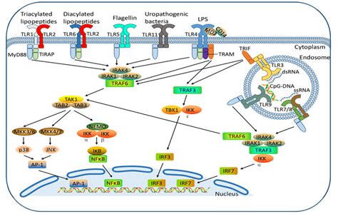 Tlr Ligands And Tlr Signaling Pathways Cell Surface Tlrs Including