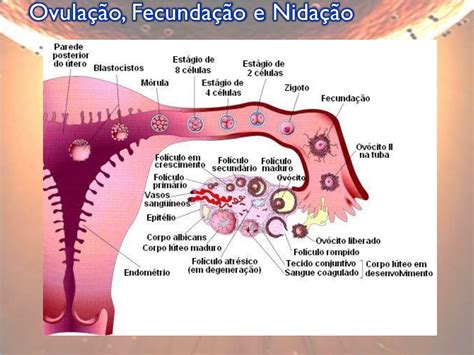 A Fecundação Ocorre Nas Tubas Uterinas Modisedu