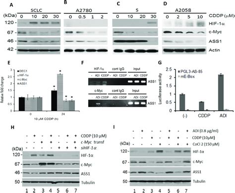 Regulation Of Hif 1α C Myc And Ass1 By Cddp A D Immunoblots Showing