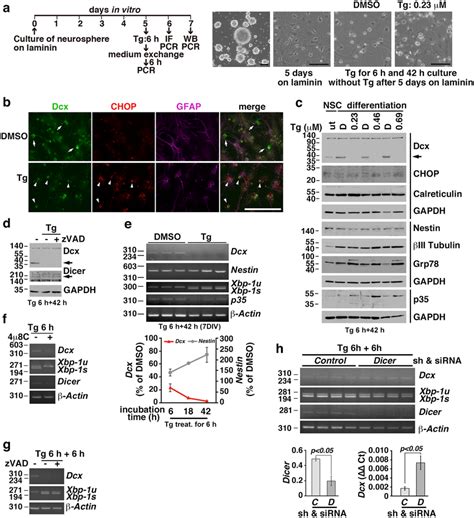 Thapsigargin Reduced Dcx Expression In Immature Neurons By Decreasing