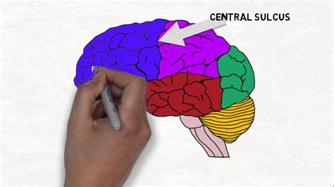 2 minute neuroscience lobes and landmarks of the brain surface