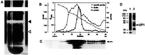 Distribution Of Vp1 Vlp In A Cscl Density Gradient A Picture Of The