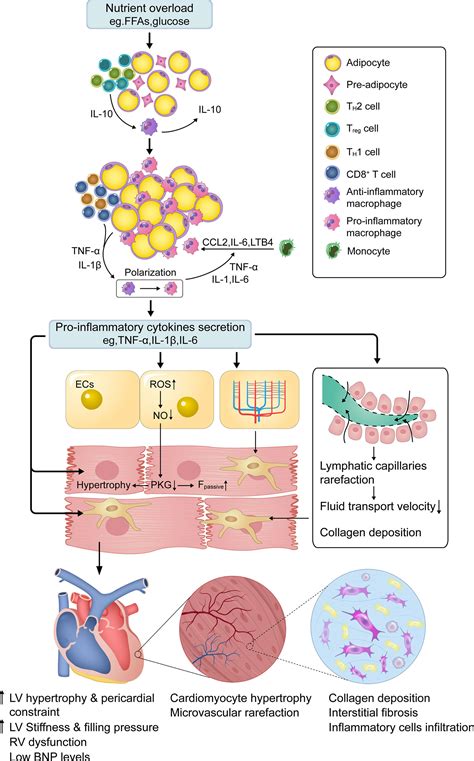 Frontiers Inflamed Adipose Tissue A Culprit Underlying Obesity And