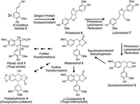 Proposed Biosynthetic Pathways To Plicatic Acid 1 A Major Component Of