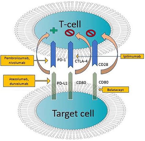 Immune Checkpoint Inhibitors Influencing Interactions Between T Cells