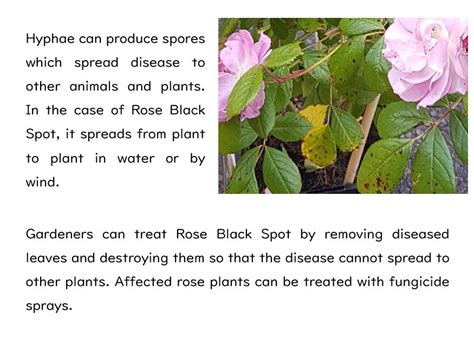 Communicable Disease Slides And Worksheet Gcse Biology Aqa Teaching