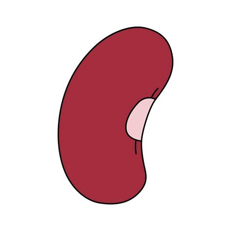 Semilla De Frijol En Estilo De Dibujos Animados Ilustración Vectorial