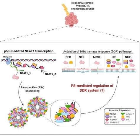Ncrna Free Full Text Lncrna Neat1 In Paraspeckles A Structural
