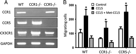 Ccl5 Ccr1 And Ccr5 In Murine Glioblastoma Immune Cell Infiltration