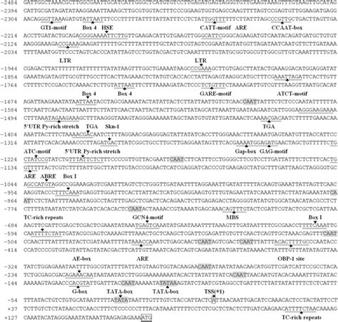 The 5′ Upstream Promoter Sequences Of The Pq3 0 Ugt1 Gene Numbers
