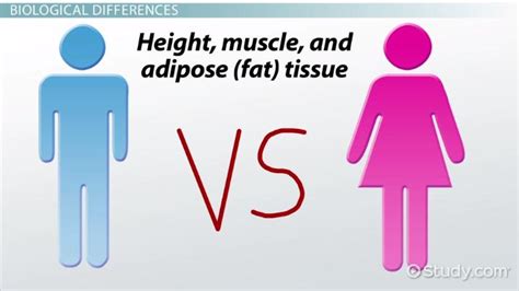 Biological Differences Between The Sexes Overview Video And Lesson
