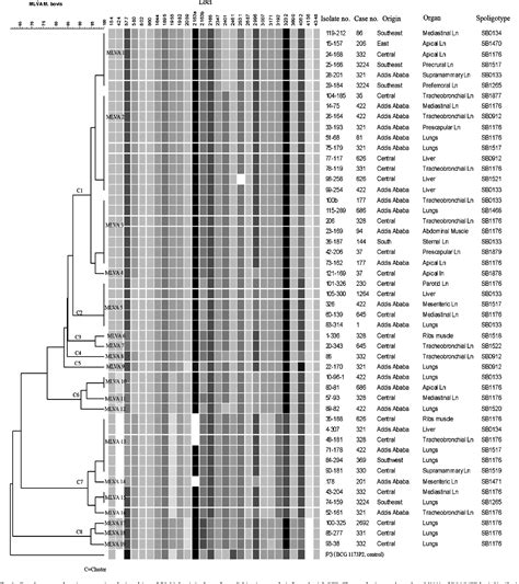 figure 1 from multi locus variable number tandem repeat analysis mlva