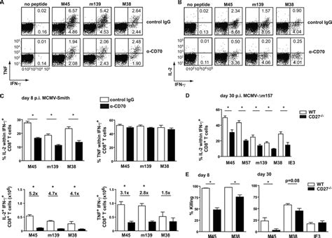 Cd27 Cd70 Costimulation Influences Autocrine Il 2 Production Of Both