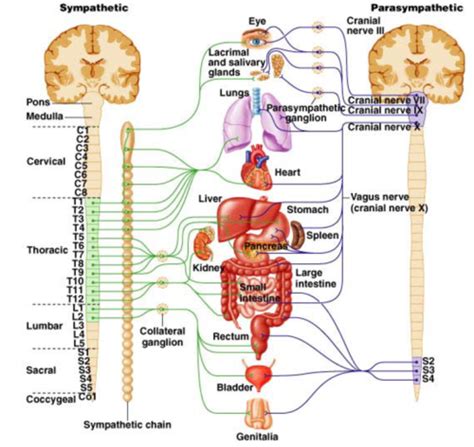 L5 Autonomic Nervous System Flashcards Quizlet