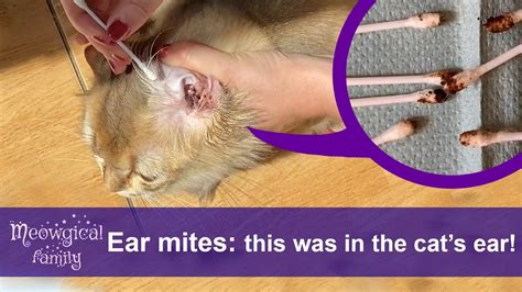 Best Way To Get Rid Of Ear Mites Best Sale In Cats