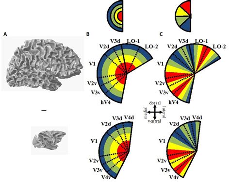 Visual Field Map Organization In Human Visual Cortex Intechopen