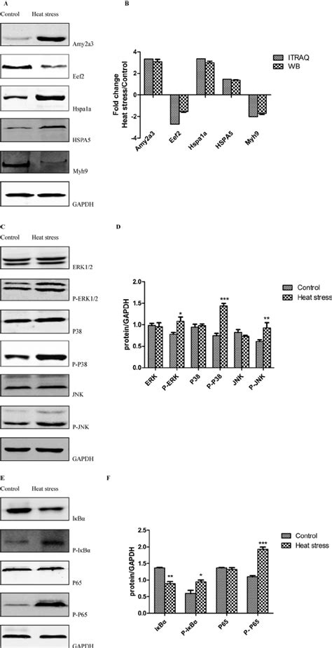 Validation Of Differentially Expressed Proteins By Western Blot A