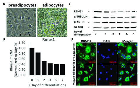 Rbms1 Expression Before And During Adipogenic Differentiation In 3t3 L1
