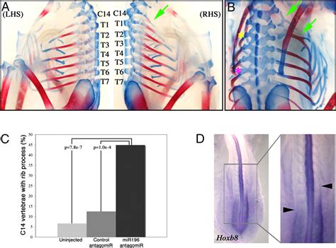 In Ovo Application Of Antagomirs Indicates A Role For Mir 196 In
