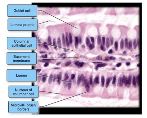 Simple Columnar Epithelium Labeled Diagram