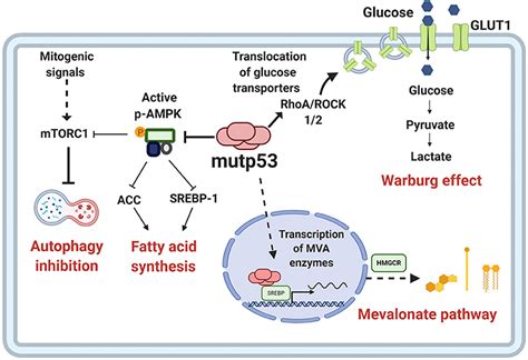 Frontiers Mutant P53 Gain Of Function Role In Cancer Development