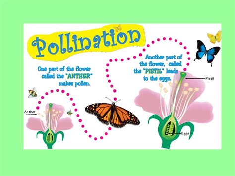 How Does Pollination Take Place In Flowering Plants At Faye Guthrie Blog