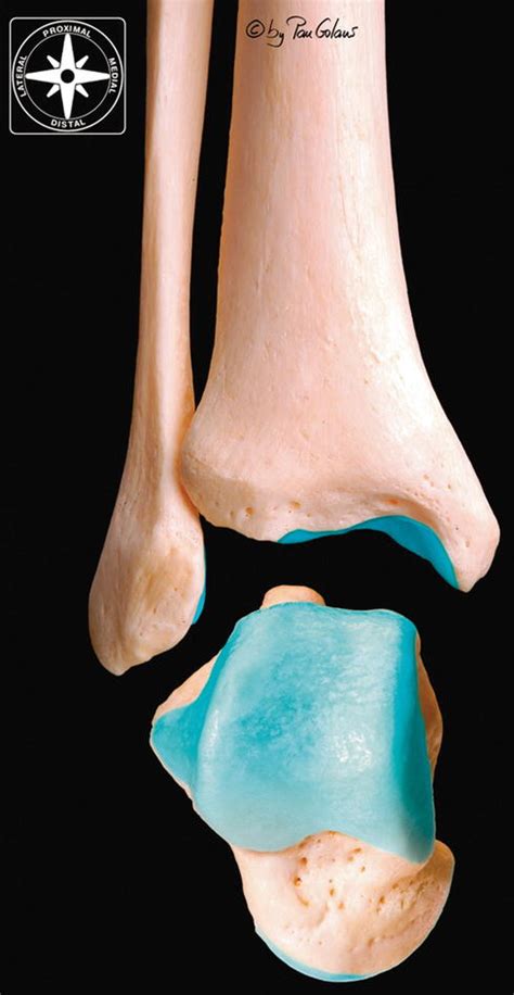 Arthroscopic Anatomy Musculoskeletal Key
