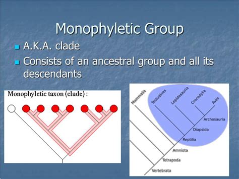 Ppt Phylogeny And The Tree Of Life Powerpoint Presentation Free