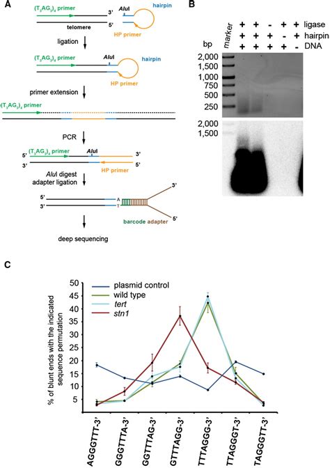 Chromosome End Protection By Blunt Ended Telomeres