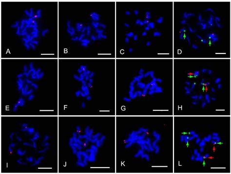 Figure 5 From A High Resolution Genetic Map Anchoring Scaffolds Of The