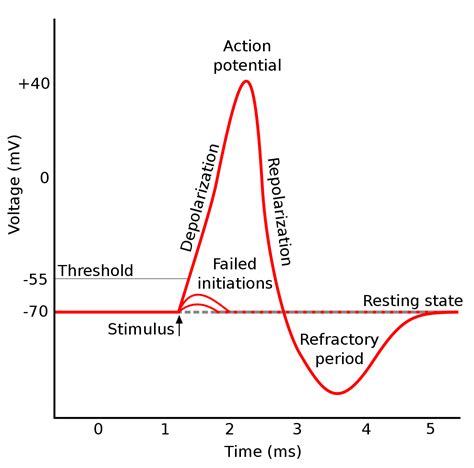 refractory period physiology wikipedia