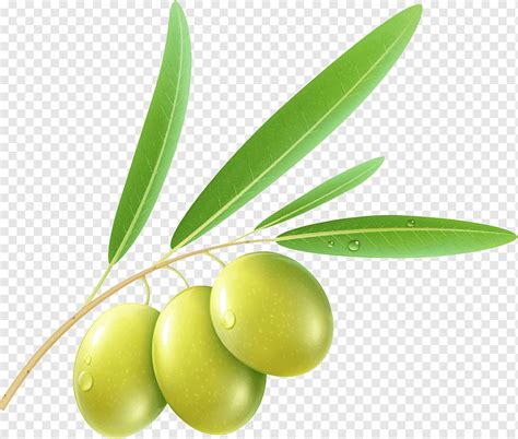 زيتون الزيتون غصن الزيتون شجرة الزيتون Png