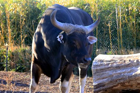 Do All Cows Have Udders Fauna Facts