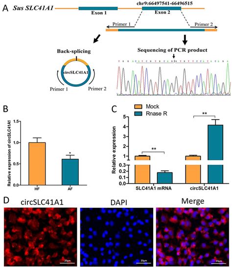 Ijms Free Full Text Circslc41a1 Resists Porcine Granulosa Cell