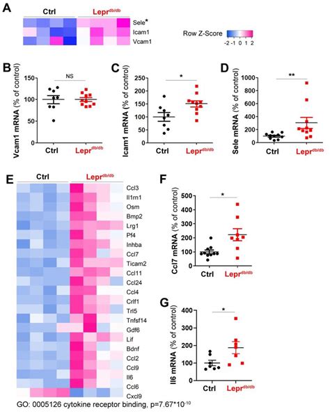 lepr db db female mice have increased cardiac inflammation lepr db db