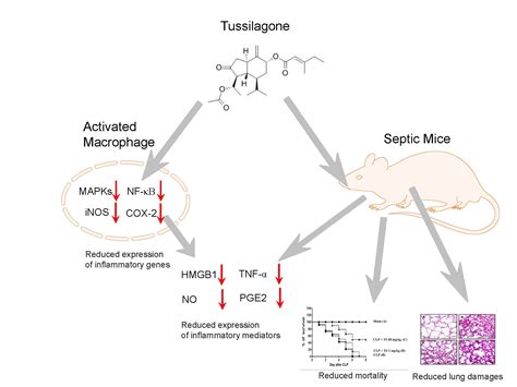 Ijms Free Full Text Tussilagone Inhibits The Inflammatory Response