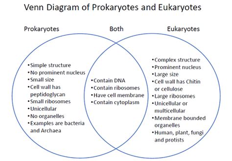 Eukaryotic And Prokaryotic Cells